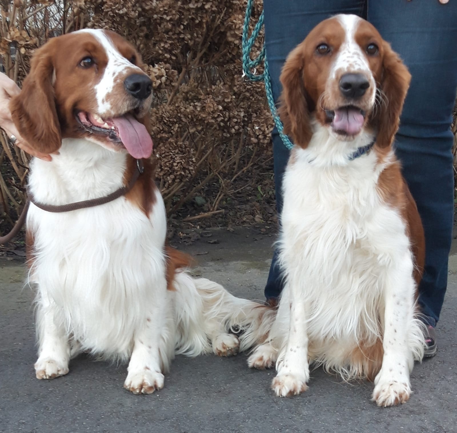 Verpaarung Ally und George - Welsh Springer Spaniels